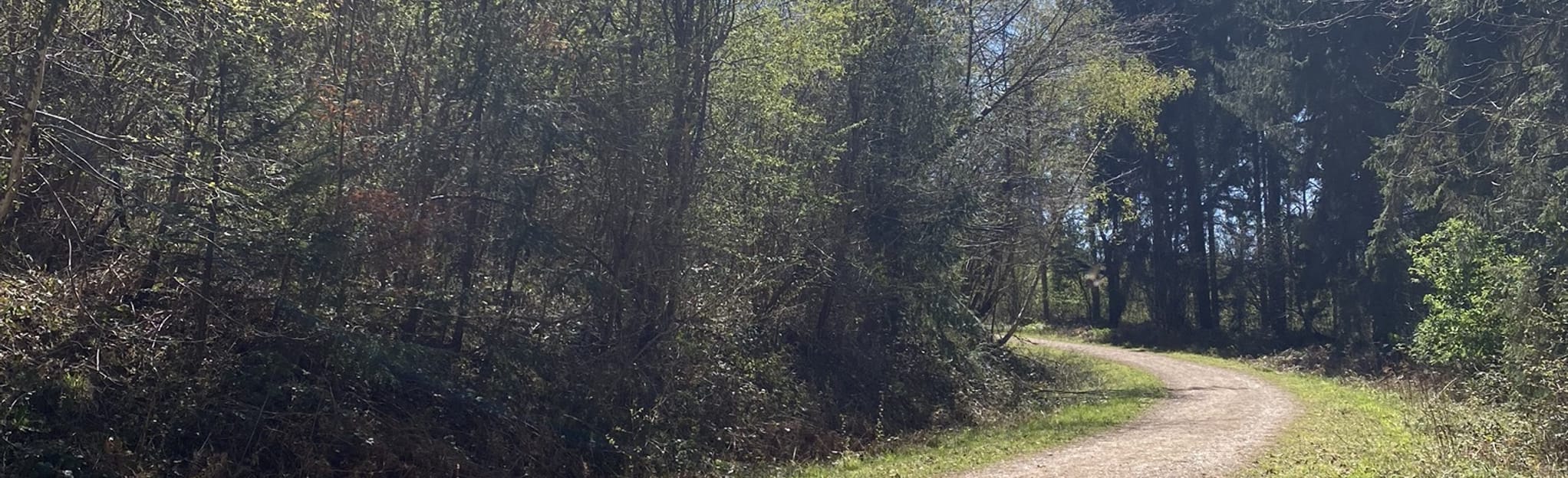 Haugh and Limburies Woods, 107 Fotos - Herefordshire, England | AllTrails