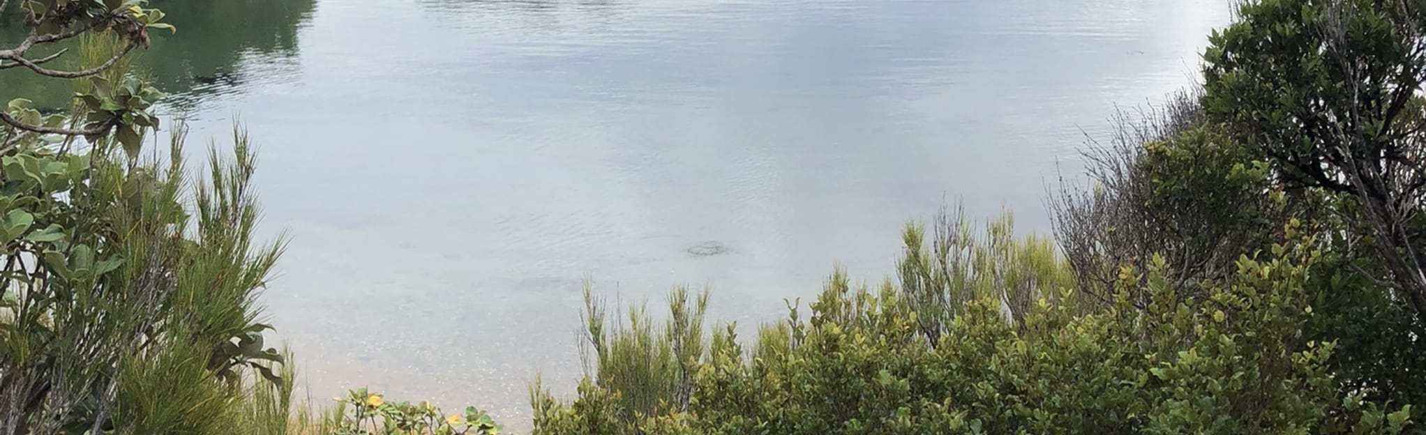 Ulva Island Walking Track, Southland, New Zealand - 66 Reviews, Map ...