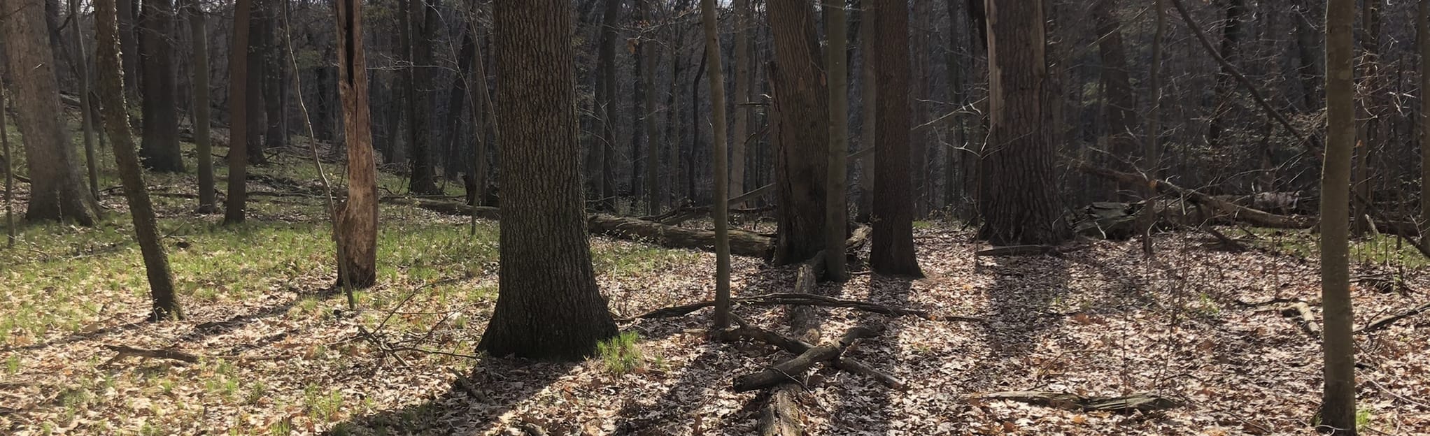 Chief Noonday Trail, Michigan - 268 Reviews, Map | AllTrails