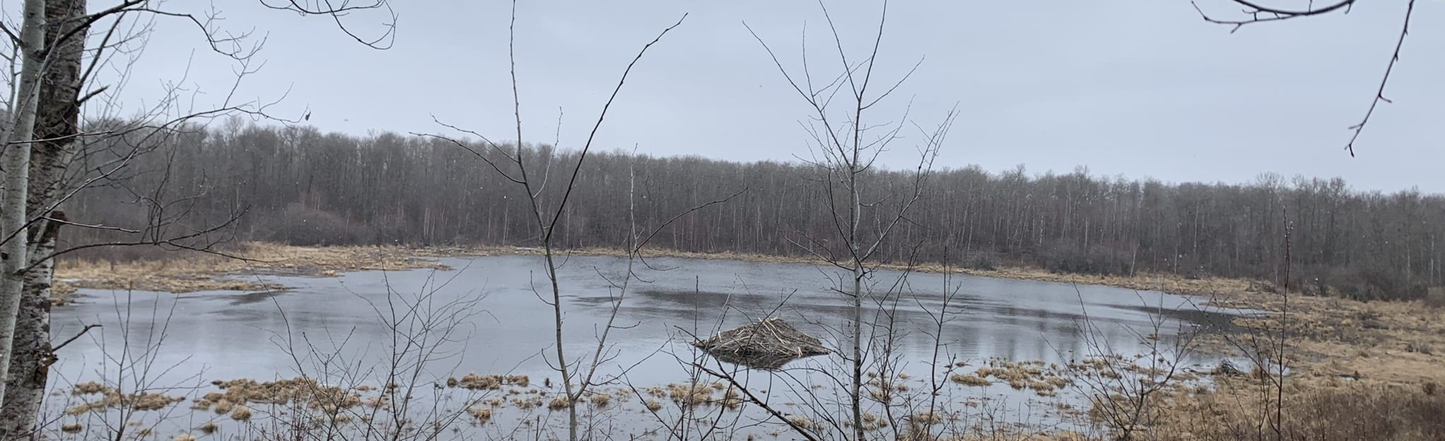 Whitetail and Blackfoot Loop: 6 Reviews, Map - Alberta, Canada | AllTrails