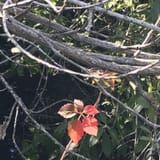 Majik Forest via Amandel Dam, Western Cape, South Africa - 24 Reviews ...