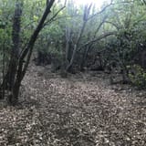 Majik Forest via Amandel Dam, Western Cape, South Africa - 24 Reviews ...