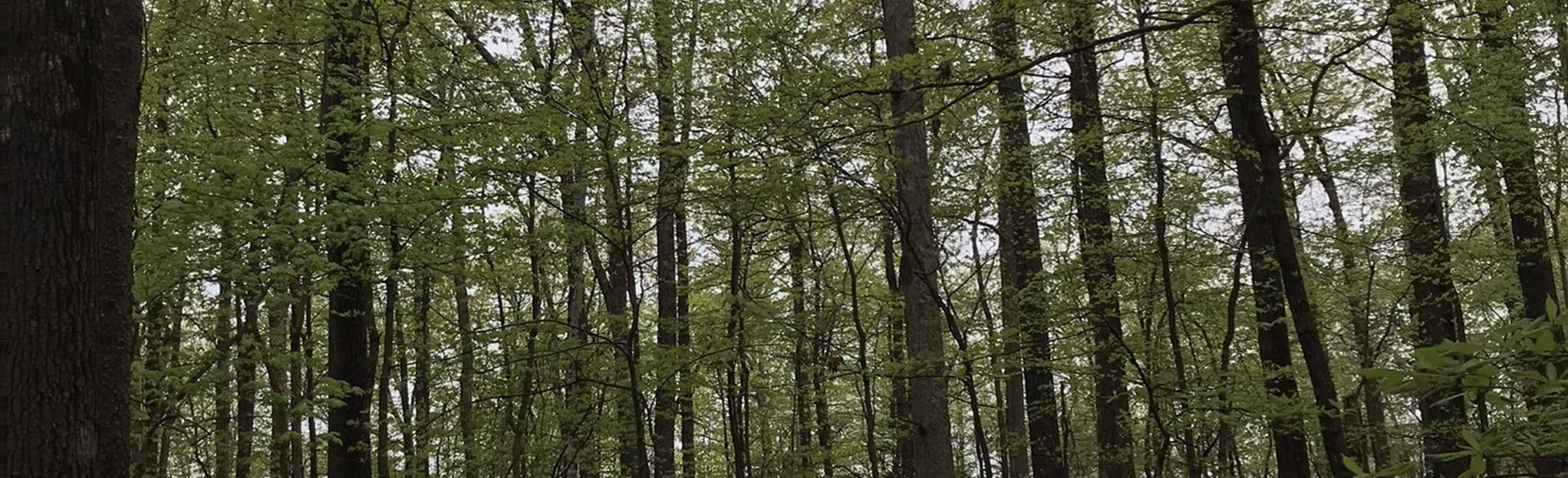 USGS Rock Garden Walk, Virginia - 6 Reviews, Map | AllTrails