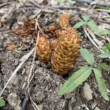 Hogback Mountain via Charcoal Trail, Pennsylvania - 33 Reviews, Map ...
