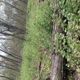 Hogback Mountain via Charcoal Trail, Pennsylvania - 33 Reviews, Map ...