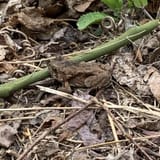 Hogback Mountain via Charcoal Trail, Pennsylvania - 33 Reviews, Map ...