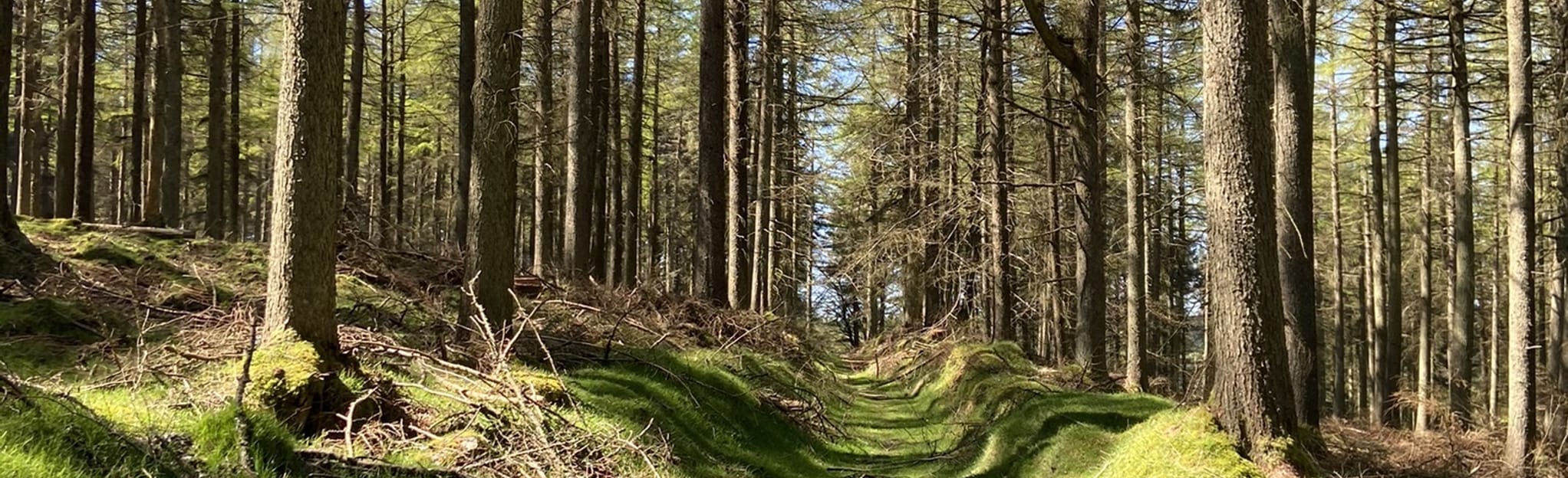 Cruagh Wood Loop, County Dublin, Ireland - 261 Reviews, Map | AllTrails