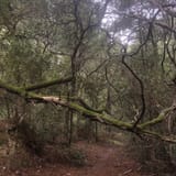 Whipstick Loop Walk, Victoria, Australia - 188 Reviews, Map | AllTrails