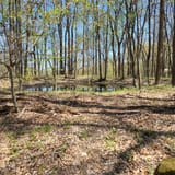 Nebo Ridge Trail, Indiana - 196 Reviews, Map | AllTrails