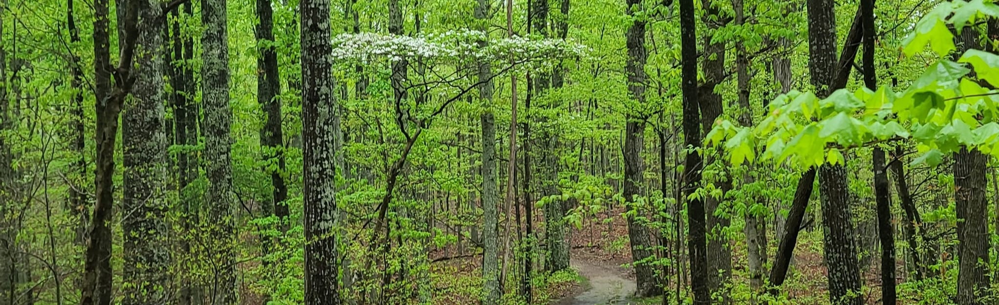 North Fork Laurel Woods Trail, Tennessee - 537 Reviews, Map | AllTrails