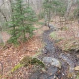 Debar Mountain Trail, New York - 165 Reviews, Map | AllTrails