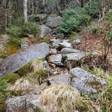 Debar Mountain Trail, New York - 165 Reviews, Map | AllTrails