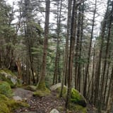 Debar Mountain Trail, New York - 165 Reviews, Map | AllTrails