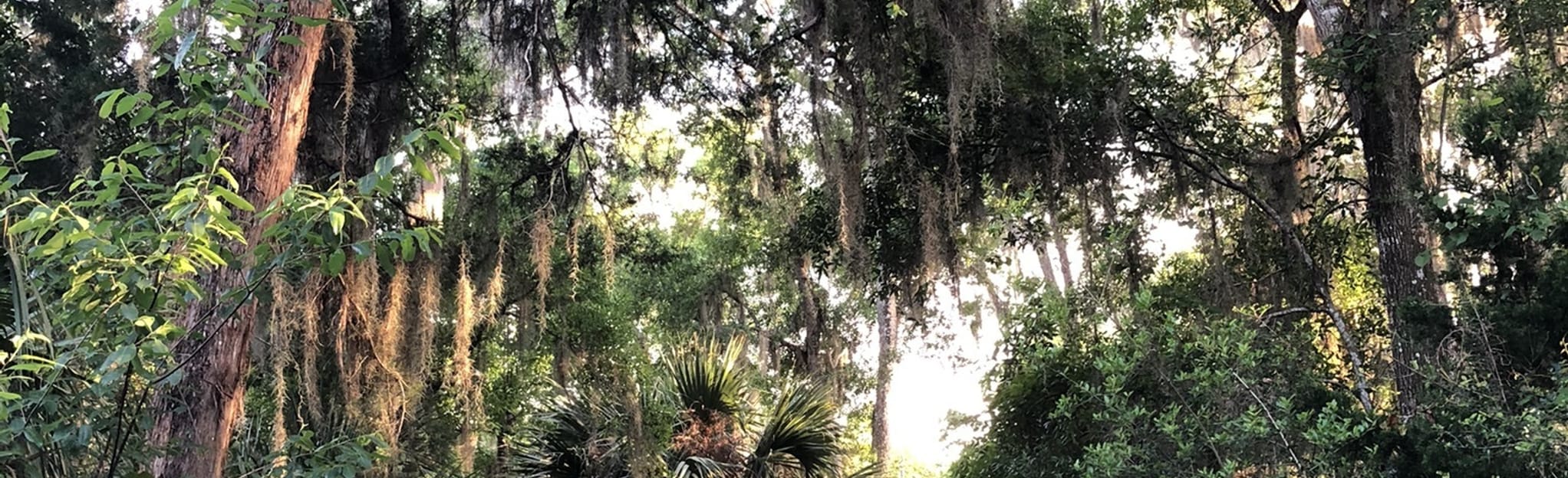 Canopy Shores Loop, Florida - 47 Reviews, Map | AllTrails