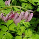 Ledgeview Extended Loop, British Columbia, Canada - 168 Reviews, Map ...