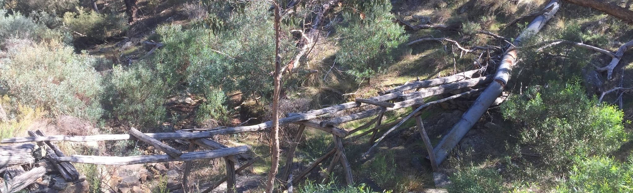Warburton Bridge Walk: 5 Reviews, Map - Victoria, Australia | AllTrails
