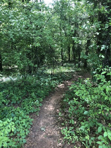 Best Hikes and Trails in Harry Pritchett Running Park | AllTrails