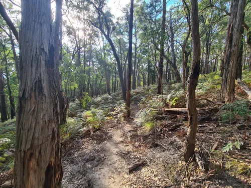 Best Hikes and Trails in Yinnar South | AllTrails