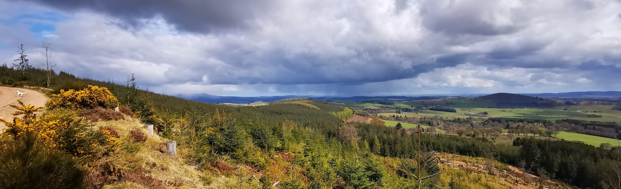 Midmar Forest, Aberdeenshire, Scotland - 26 Reviews, Map | AllTrails