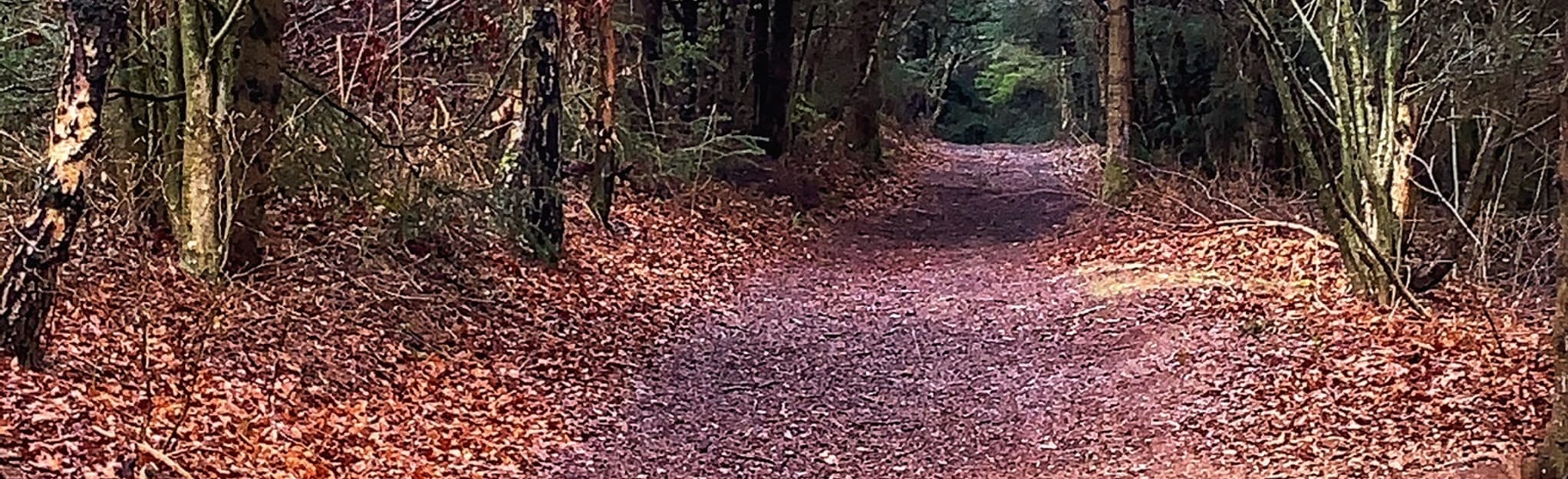 Dalby Forest Red and Black Route, North Yorkshire, England - 14 Reviews ...