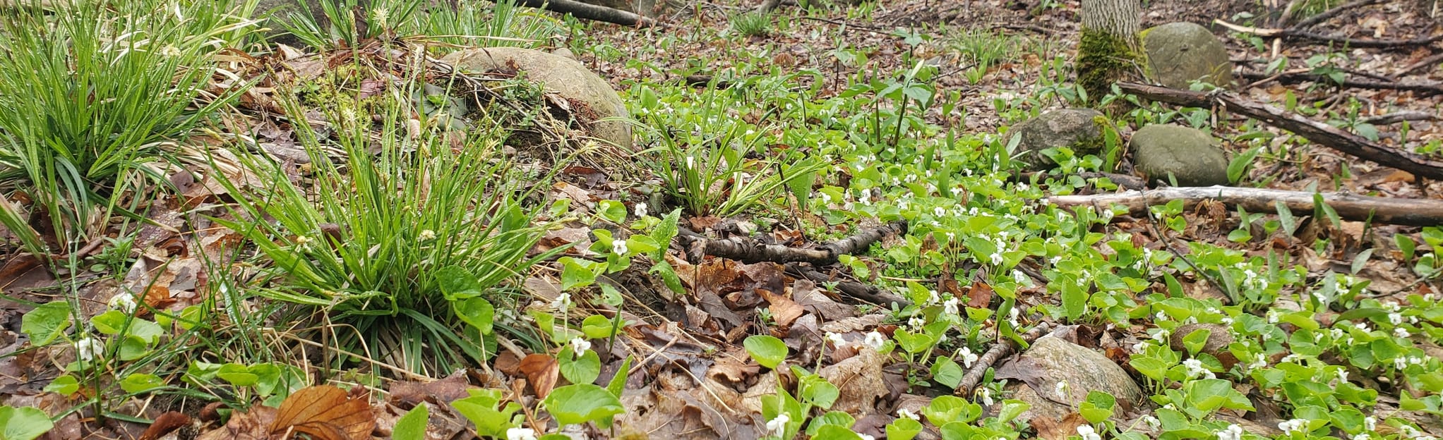 Simcoe County Forests: Wildman Tract South, Ontario, Canada - 14 ...