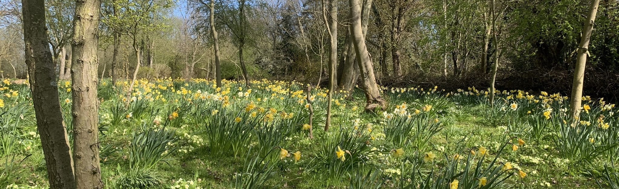 Gunton Wood Circular Route: 23 Reviews, Map - Suffolk, England | AllTrails