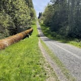 Tolt Pipeline Trail, Washington - 353 Reviews, Map | AllTrails