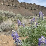 Echo Basin Loop, Washington - 77 Reviews, Map | AllTrails