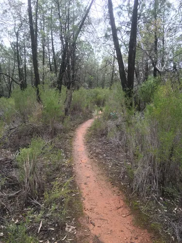 10 Best Hikes and Trails in Beechworth Historic Park | AllTrails