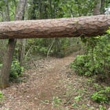 Oak Tree Nature Park Trail, Florida - 193 Reviews, Map | AllTrails