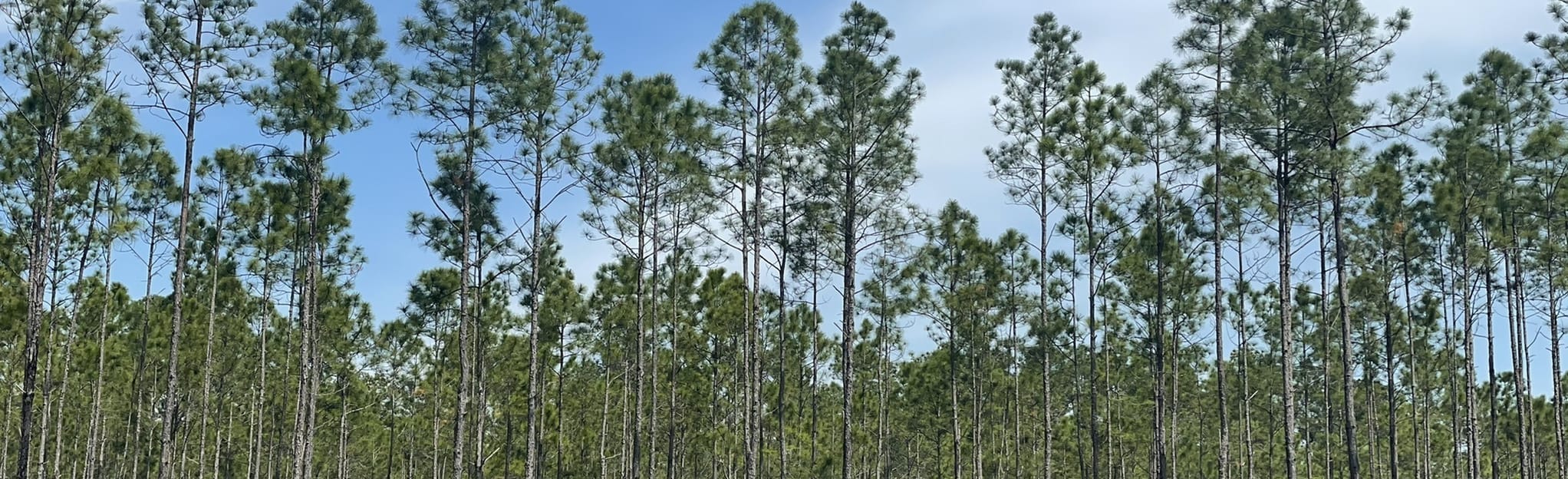 Newnans Lake Loop: 37 Reviews, Map - Florida | AllTrails
