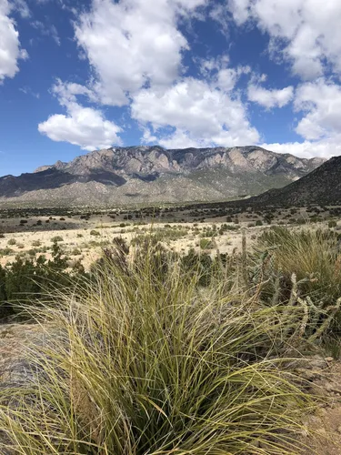 10 Best Wild Flowers Trails in Sandia Foothills Open Space Park | AllTrails