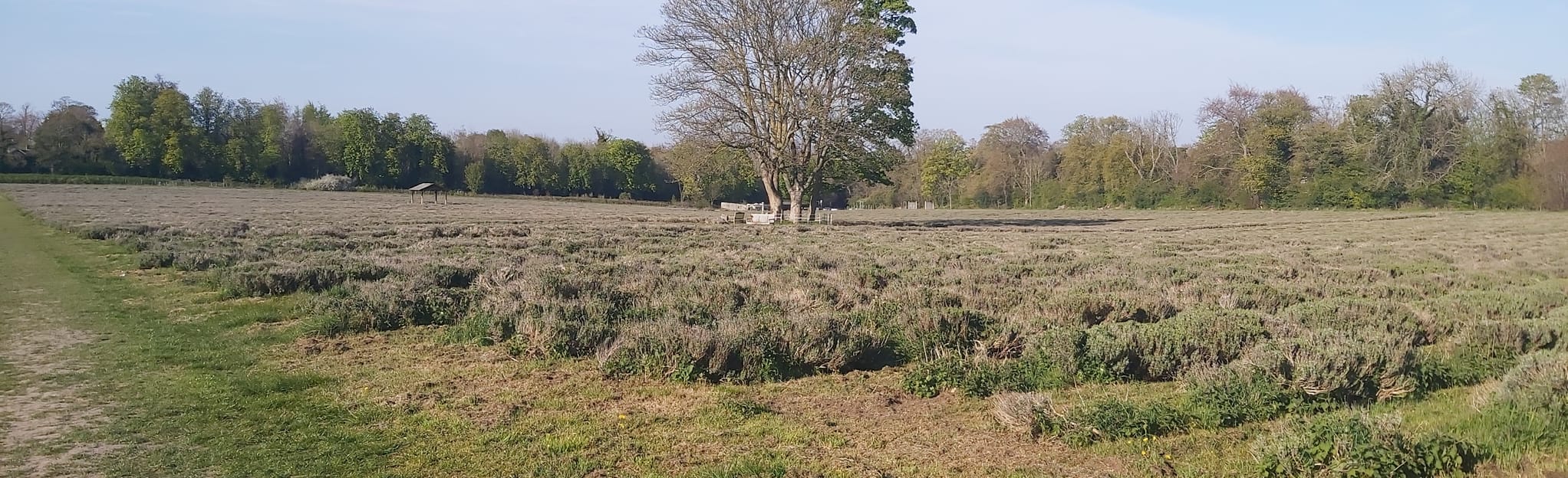 Farthing Downs Circular: 21 Reviews, Map - Surrey, England | AllTrails