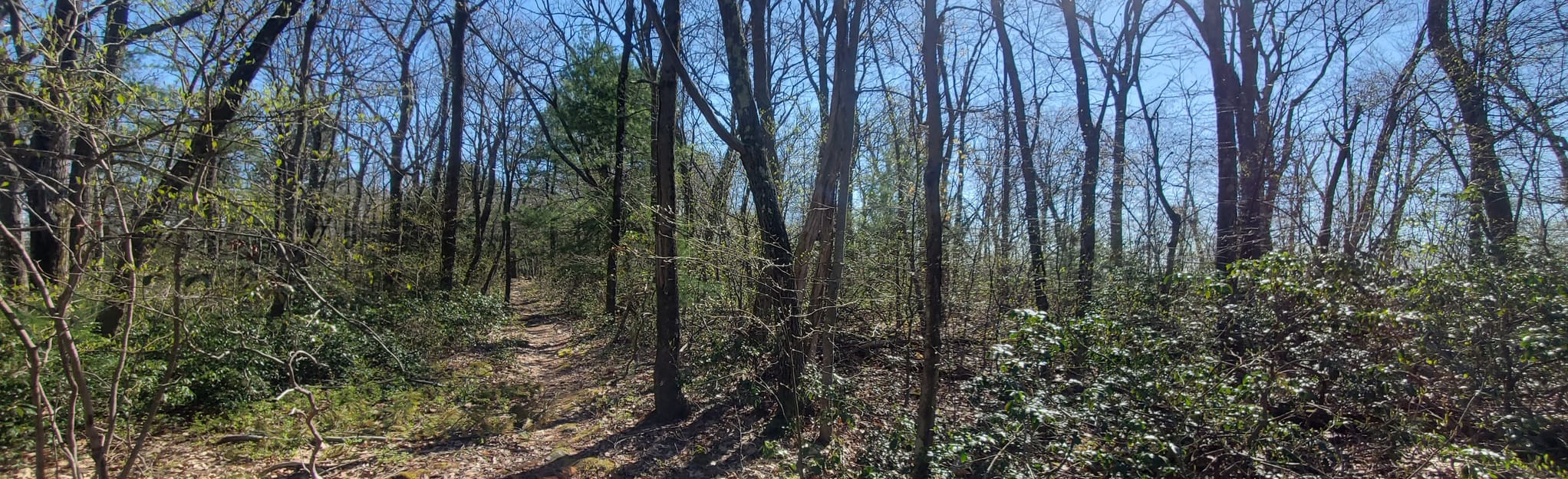 Sassafras Trail, Pennsylvania - 20 Reviews, Map | AllTrails