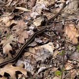 Barber Reservation Loop, Massachusetts - 141 Reviews, Map | AllTrails