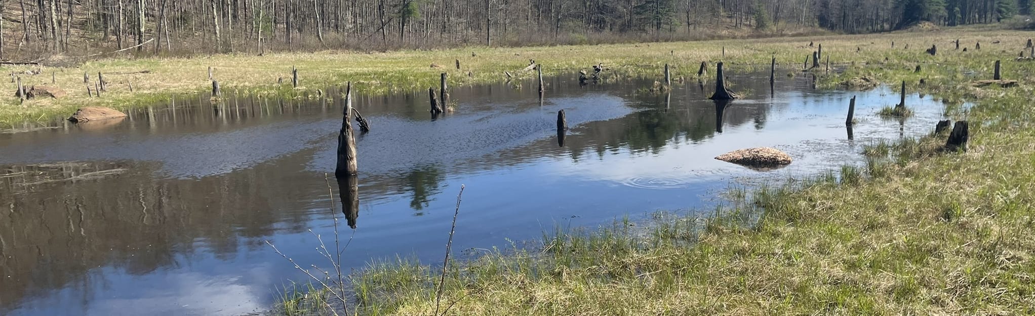 Milton Pond Ridgeline Trail: 294 Reviews, Map - Vermont | AllTrails