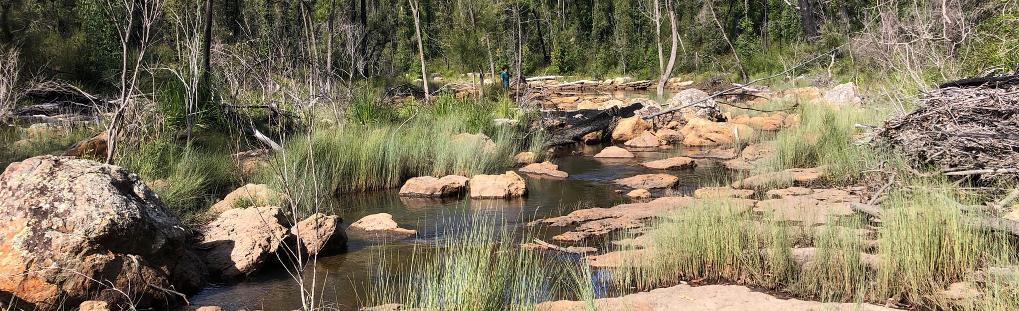 Berrara Creek Trail, New South Wales, Australia - 10 Reviews, Map ...