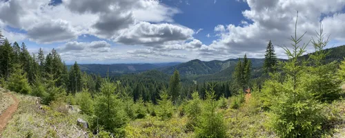 10 Best Hikes and Trails in Capitol State Forest | AllTrails