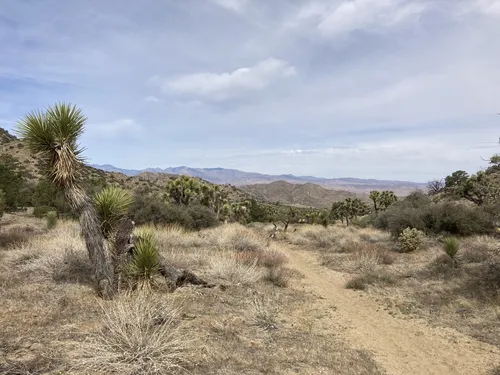 10 Best Trails and Hikes in Yucca Valley | AllTrails