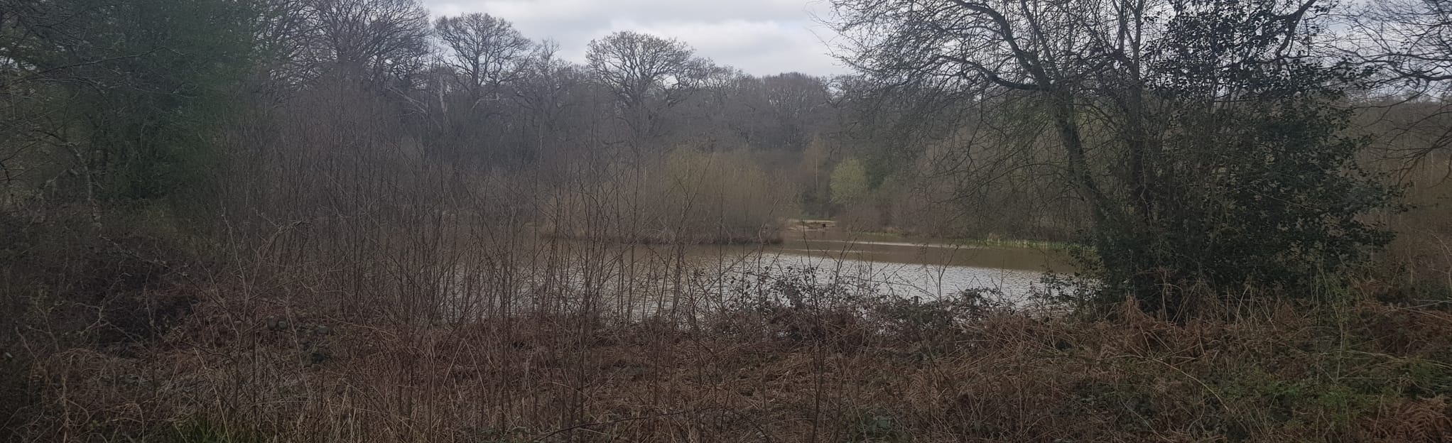 Bookham Commons Eastern and Hill House Wood Walk: 53 Reviews, Map ...