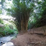Oloolua Nature Trail, Rift Valley, Kenya - 29 Reviews, Map | AllTrails
