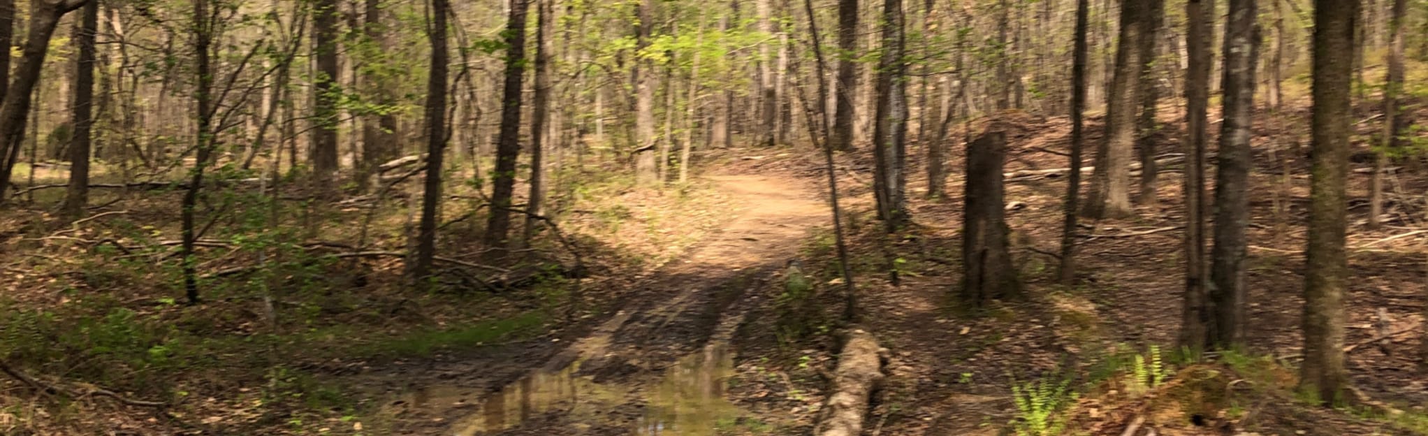 AllTrails | Light Trail and Ridge Loop: 7 Reviews, Map - Alabama