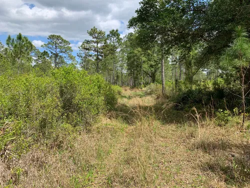 Best Hikes and Trails in Green Swamp Wildlife Management Area | AllTrails