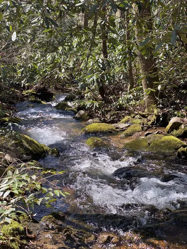 2023 Best River Trails in Unaka Mountain Wilderness | AllTrails