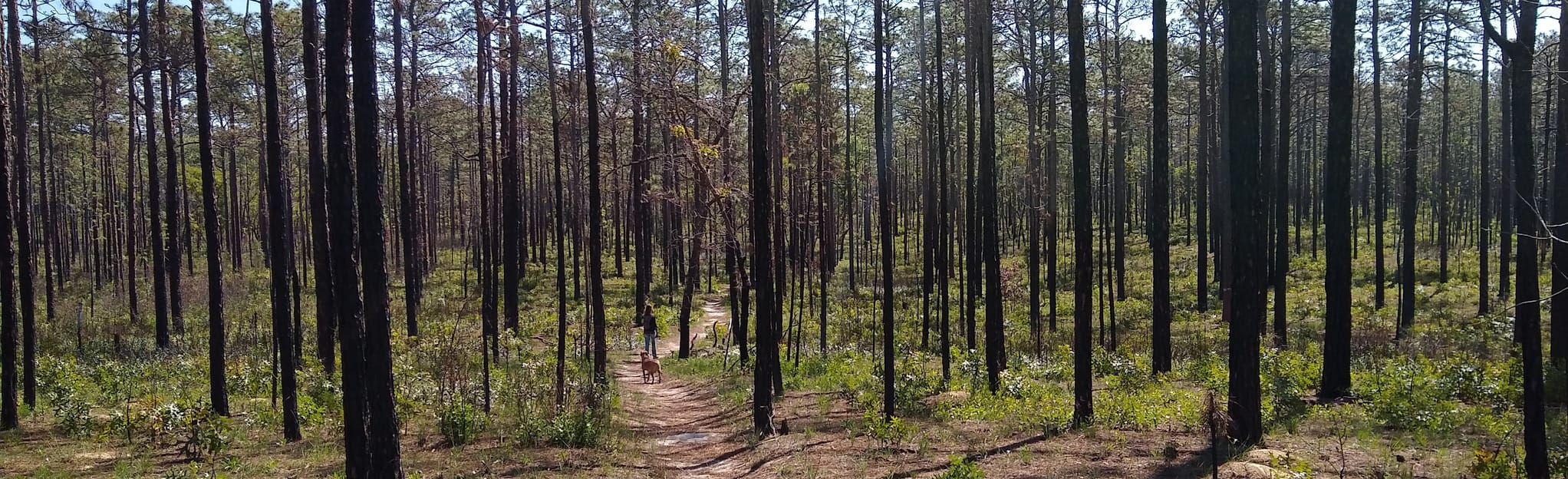 Croom Tract - A-B Loop: 156 Reviews, Map - Florida | AllTrails