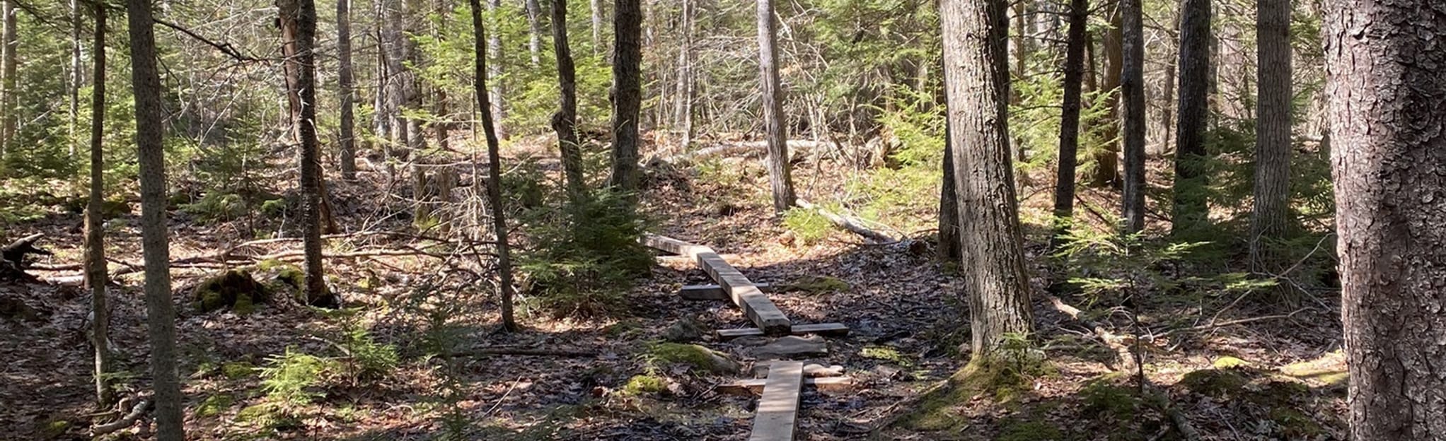 Timber Trail, Maine - 6 Reviews, Map | AllTrails