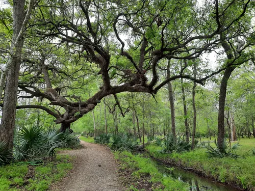 Best Wild Flowers Trails in Brazos Bend State Park | AllTrails