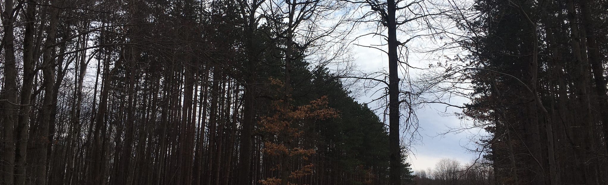 Vulture Bear Rock: 32 Reviews, Map - Pennsylvania | AllTrails