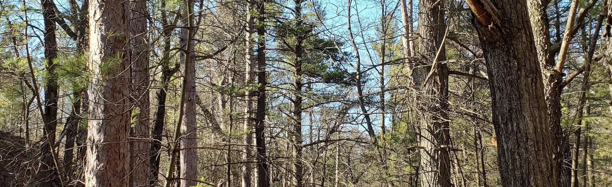 The Pinery Provincial Pine Trail: 51 Reviews, Map - Ontario, Canada ...