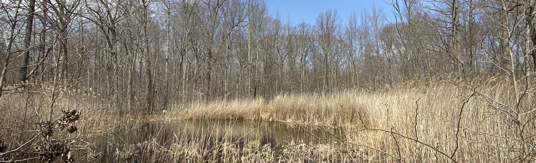 Great Swamp National Wildlife Refuge Blue, Yellow, and Ivory Trails: 67 ...